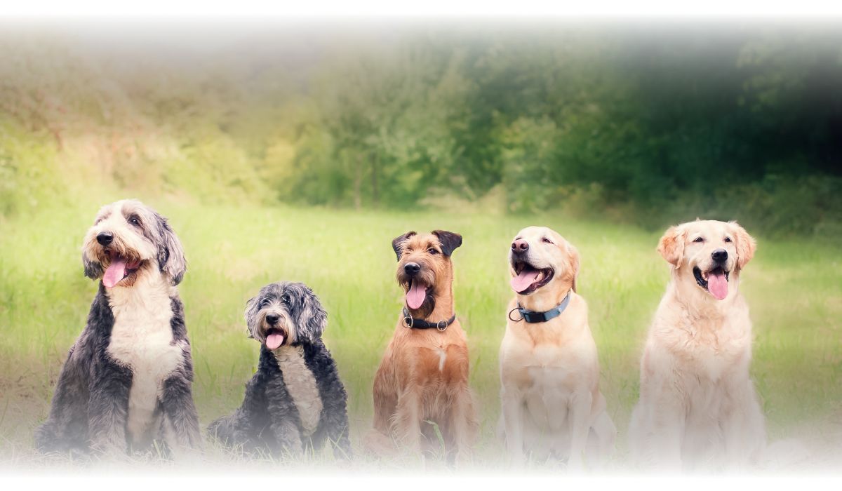 DogTor Parasite - przeciw pasożytom - dla psa || AlmaMed - Sklep ...